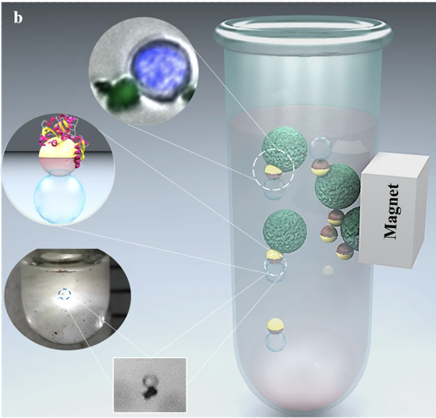 Magnetic nanorobots detect circulating cancer cells in blood