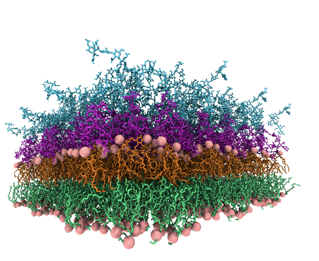 Computational models may help discover new antimicrobial peptides
