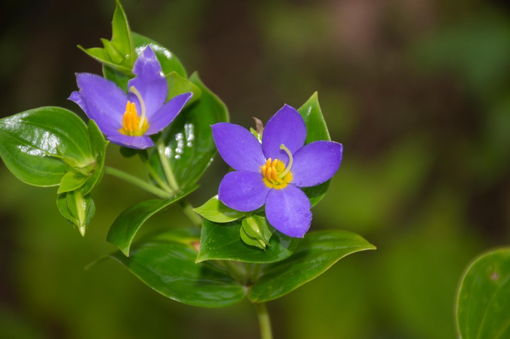 India's biorepository joins vast network of plant research