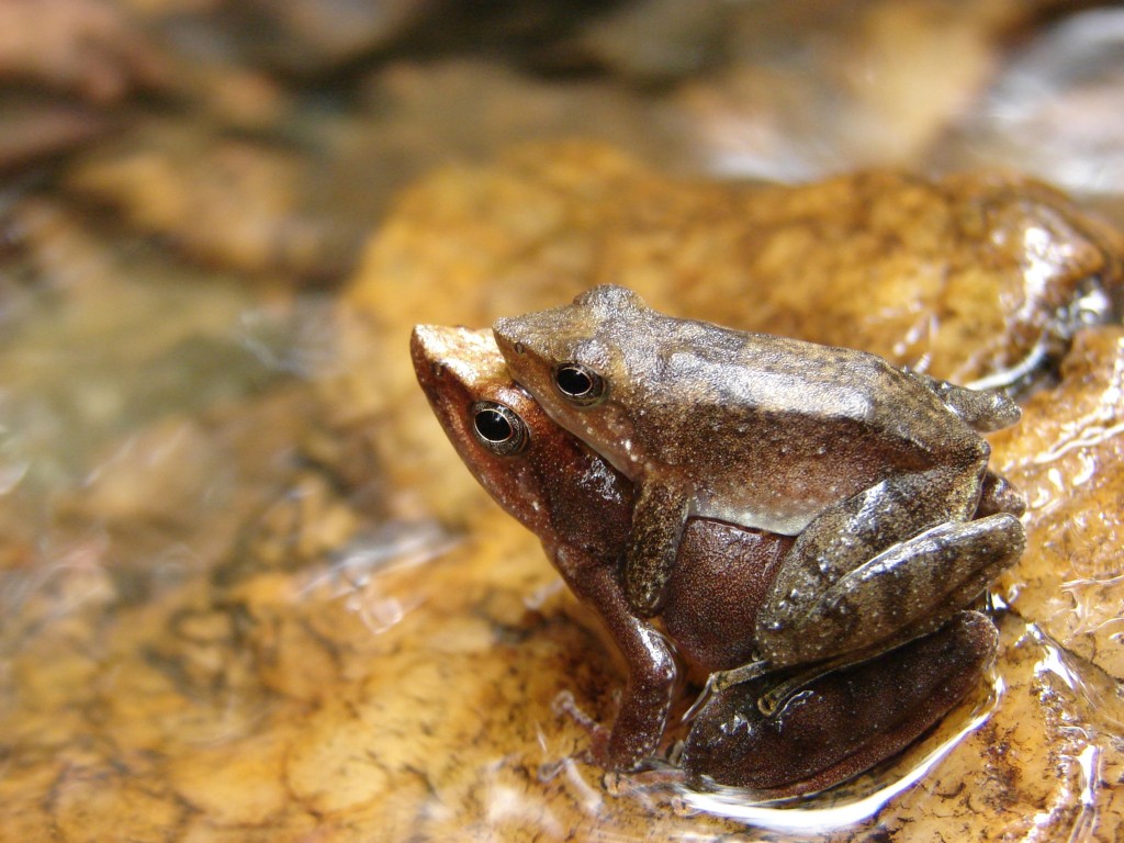 Two of every five amphibians face the risk of extinction