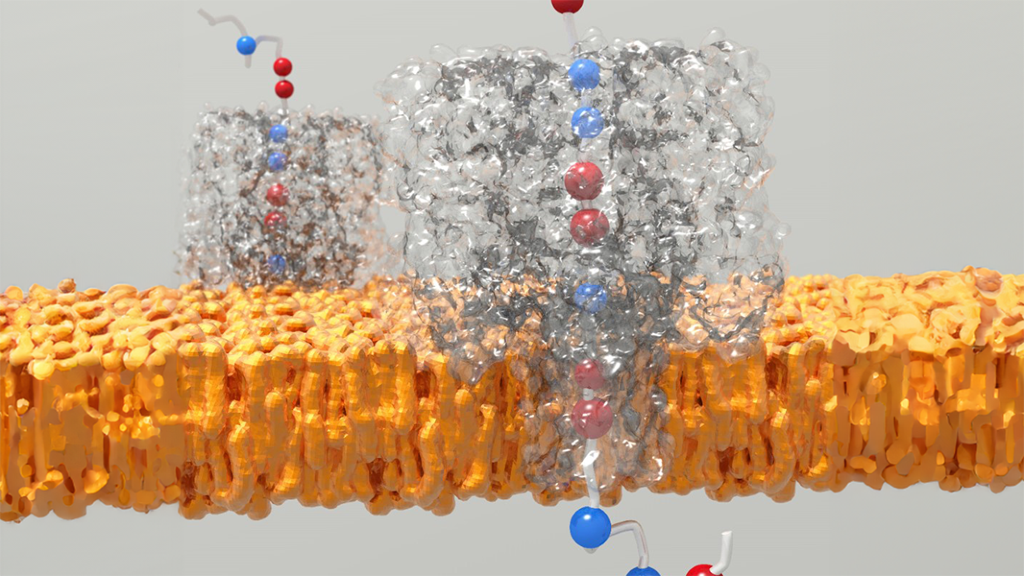 Towards nanopore proteomics: Enzyme-less single-molecule analysis of ...