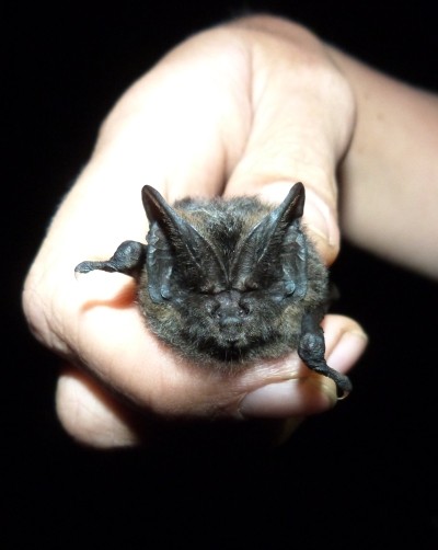 The inaudible identities of Western Ghat bats