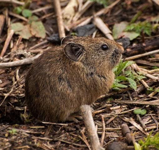 New pika species discovered in Sikkim Himalaya