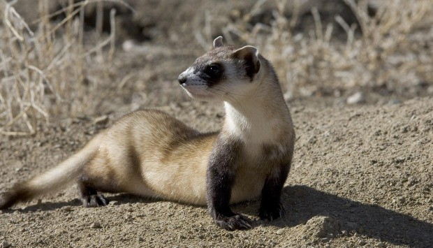 Ferret chosen as animal model to test coronavirus vaccines