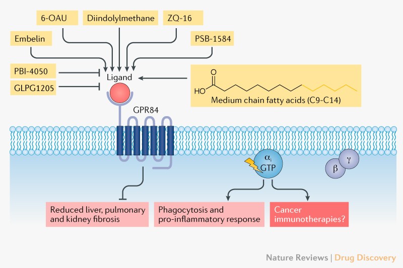 GPR84: an immune response dial?