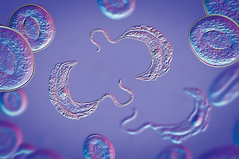 Topoisomerase II inhibitor cures trypanosome infections