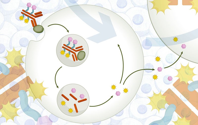 Dual-payload ADCs move into first oncology clinical trials