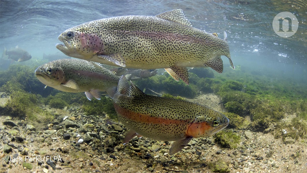 How fish sense Earth’s magnetic field