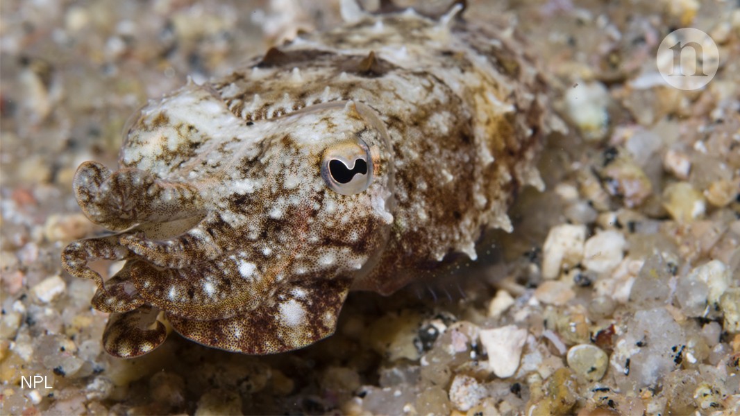 Cuttlefish change skin texture to blend in