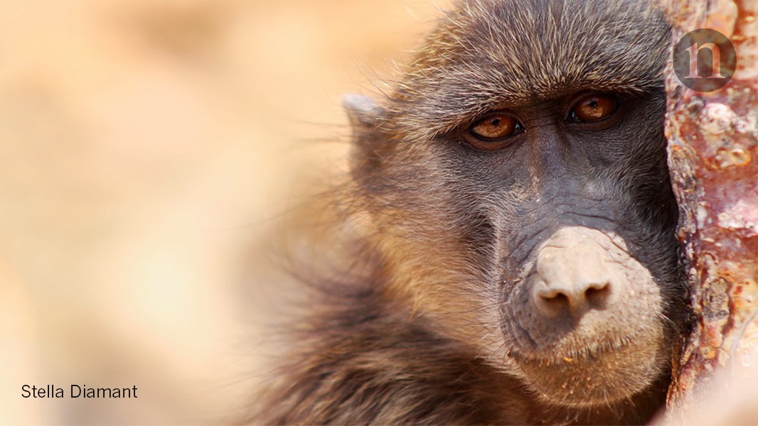 Baboons use intimidation to win females