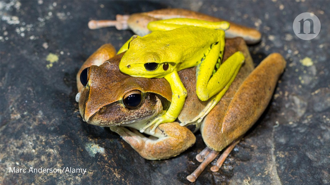 Male frogs change colour before battling for mates