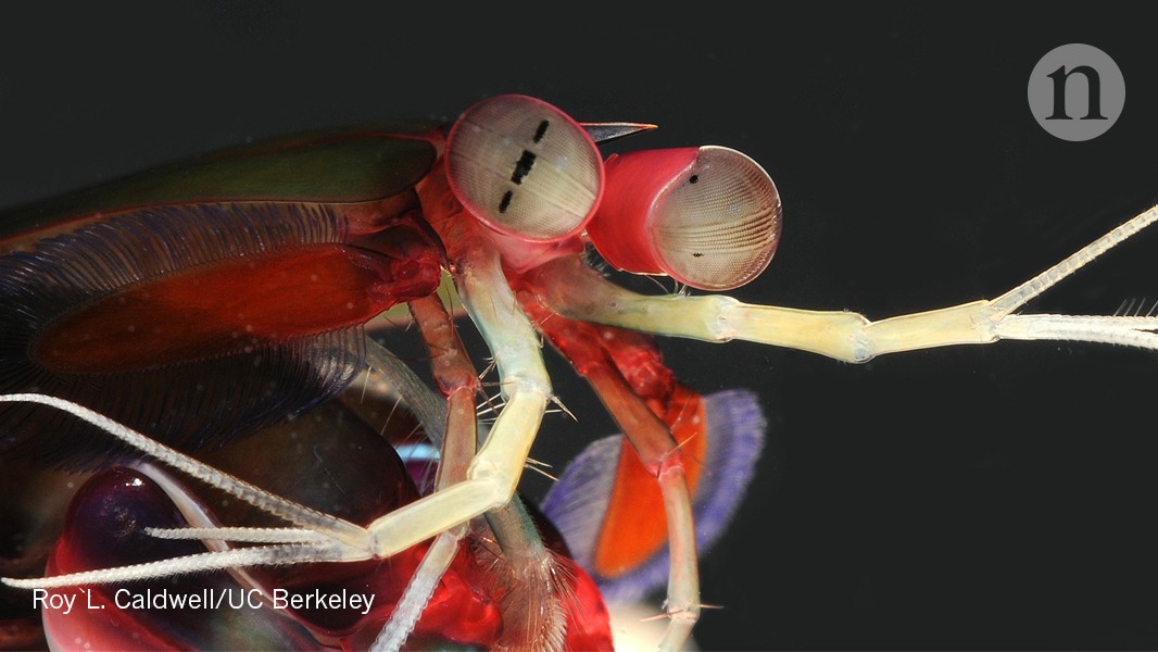 Insect-like brain region found in crustacean group