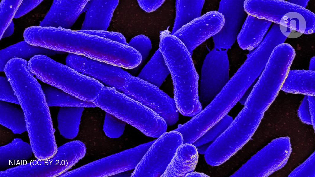 Sixty thousand generations of bacterial evolution