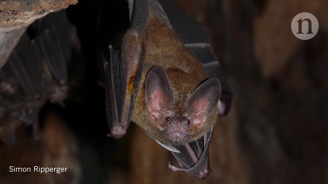 Male bats annoint themselves with crusty cologne