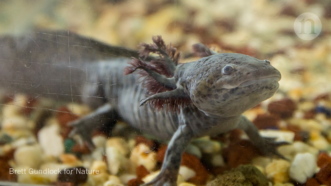 Biology’s beloved amphibian — the axolotl — is racing towards extinction