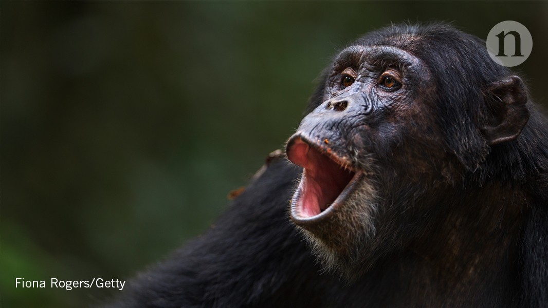 Chimps give extra warning to buddies unaware of danger