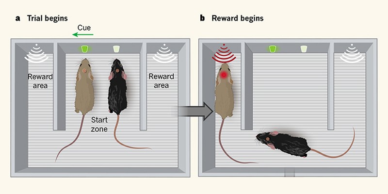 Mice learn to avoid the rat race