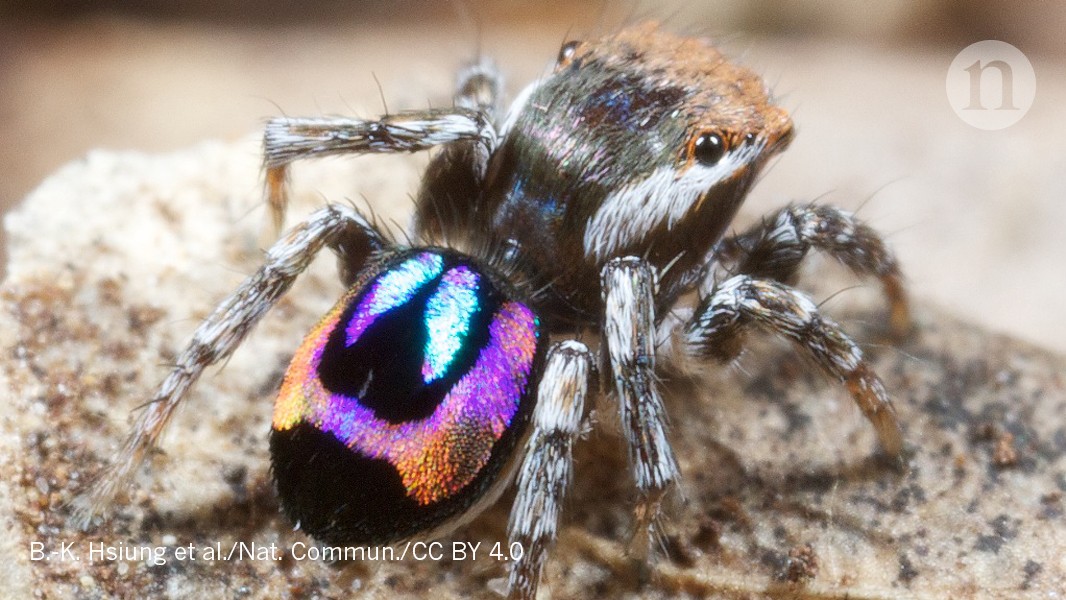 How peacock spiders shimmer and shine with rainbows