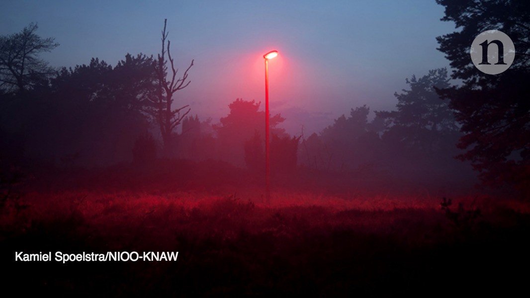 The dark side of light: how artificial lighting is harming the natural ...