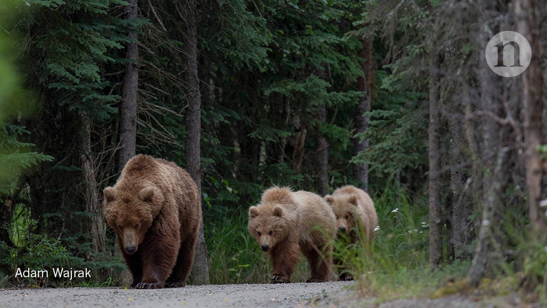 Animals worldwide stick close to home when humans move in