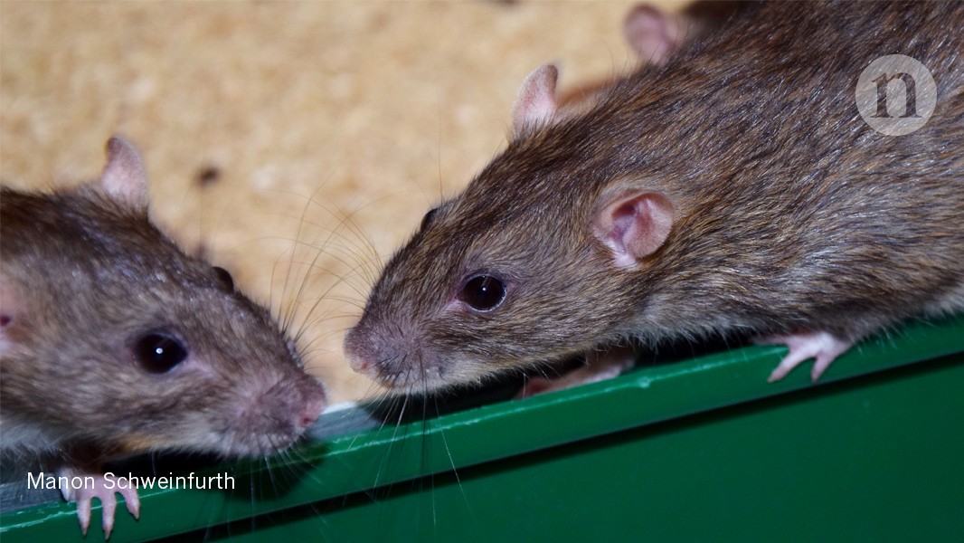 Fair-minded rats pay helpers with food