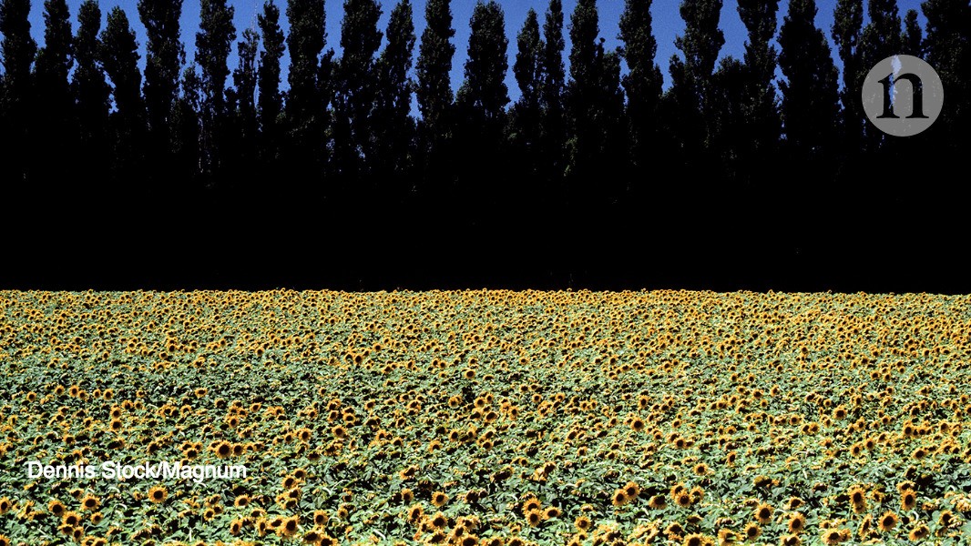 Debate blooms over anatomy of the world’s first flower