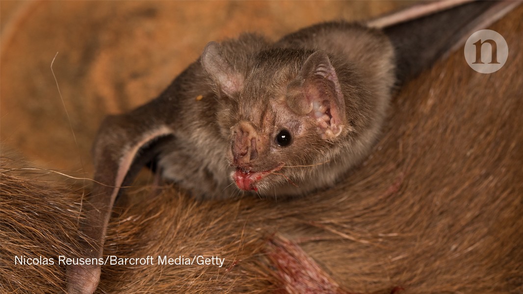A vampire bat’s secrets to blood-sucking