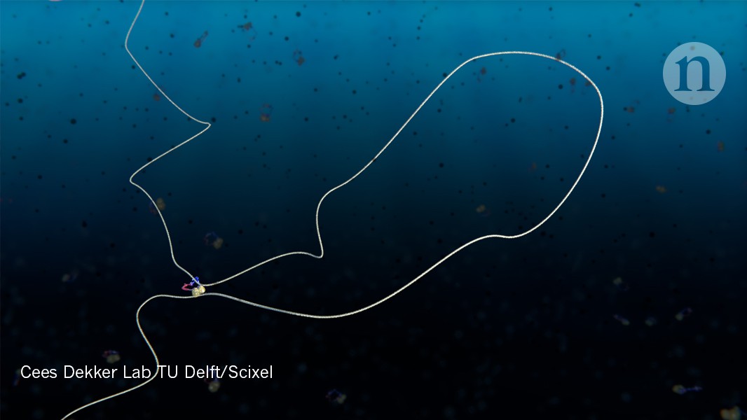 The secrets of DNA loops revealed on camera