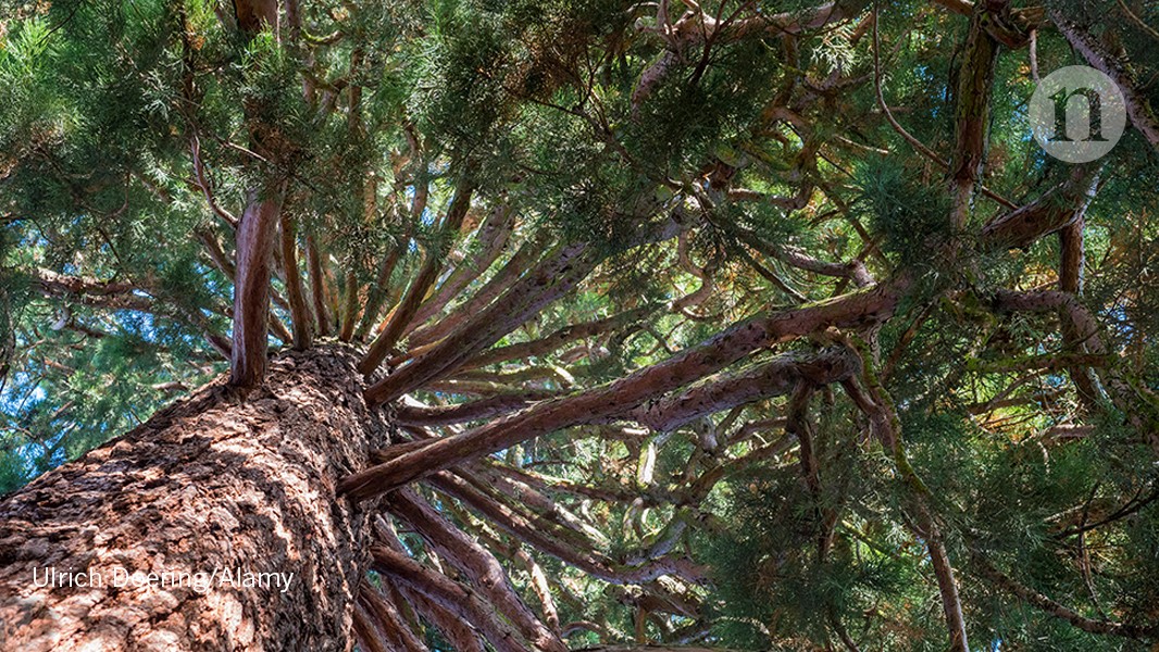 Colossal family tree reveals environment’s influence on lifespan