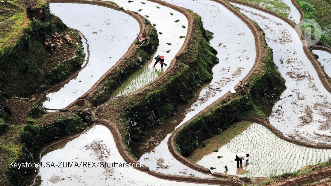 Millions of Chinese farmers reap benefits of huge crop experiment