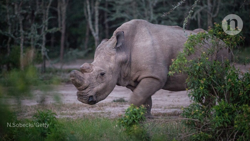 Spy-poison probe, white rhino and Stephen Hawking — the week in science