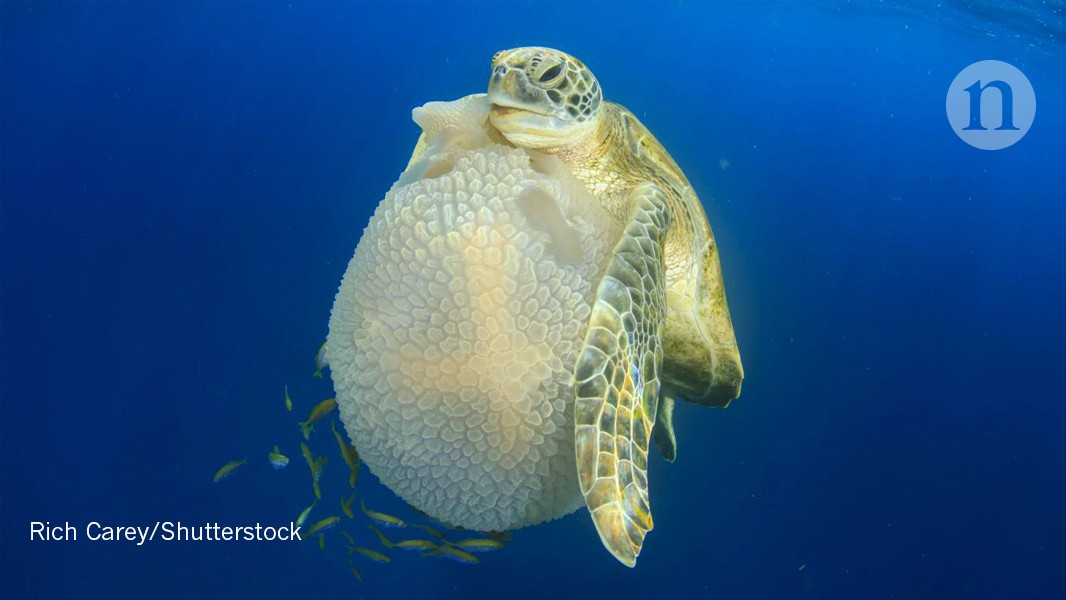 Dexterous sea turtles use flippers as grippers