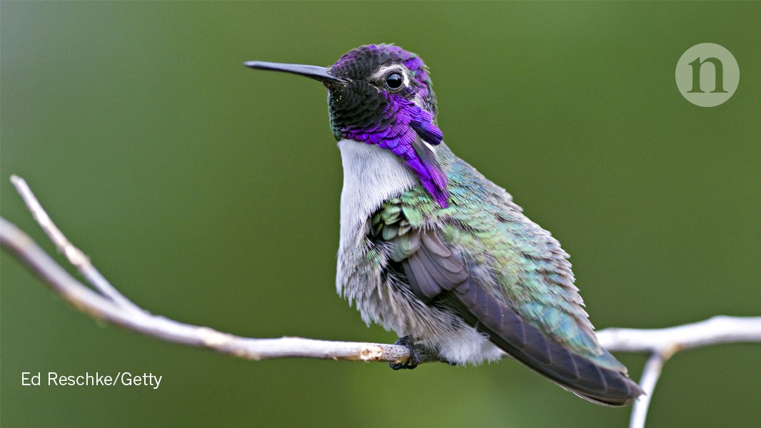 Dive-bombing hummingbirds add a twist to impress mates