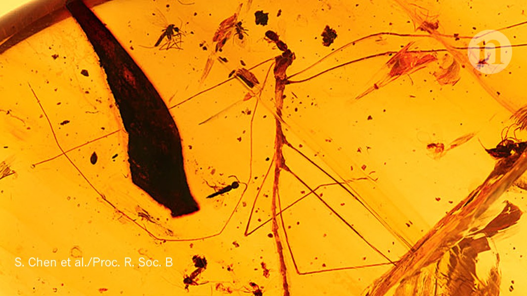 Early stick insect was a master of disguise