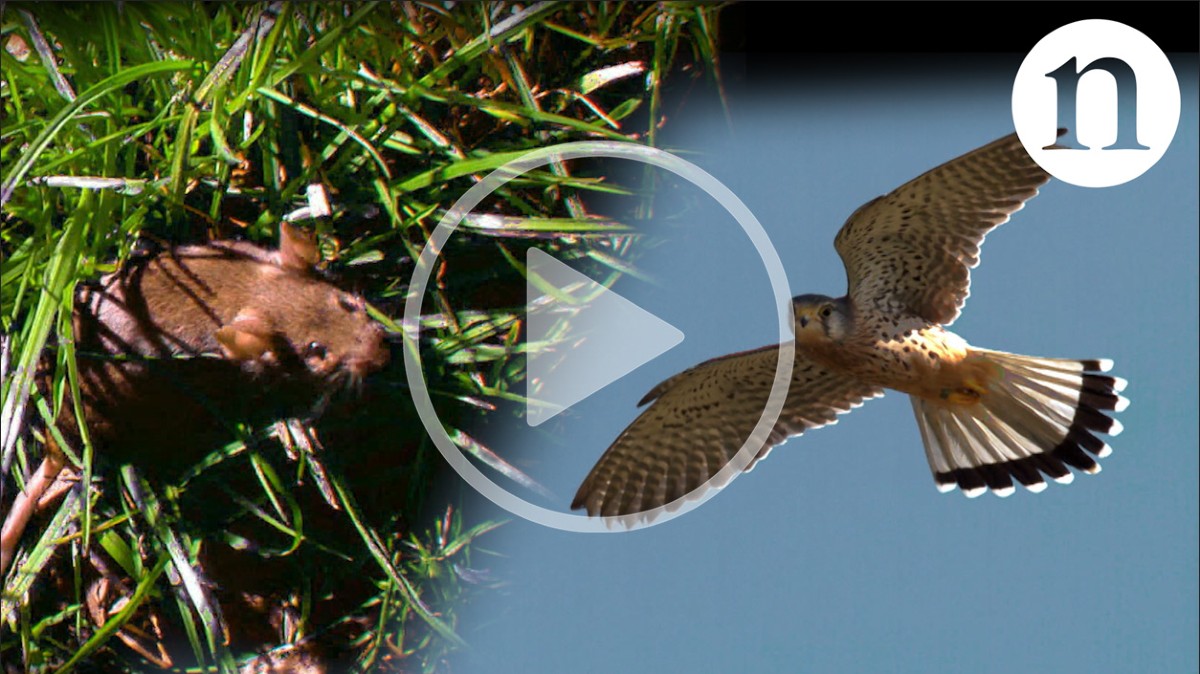 Fight, flight or freeze: Inside the brain of a scared mouse