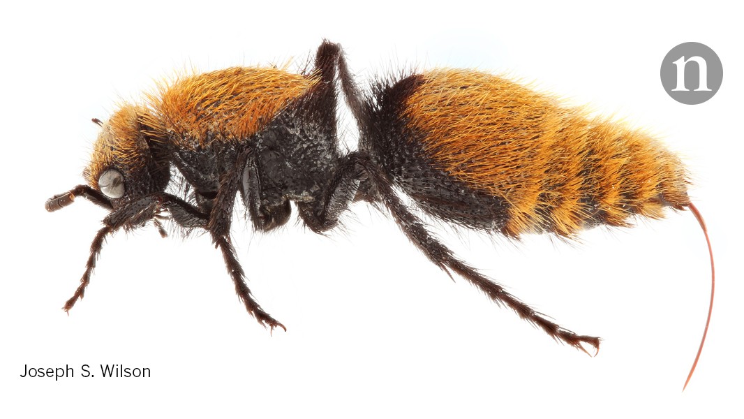 How to tell how much wasp stings will hurt