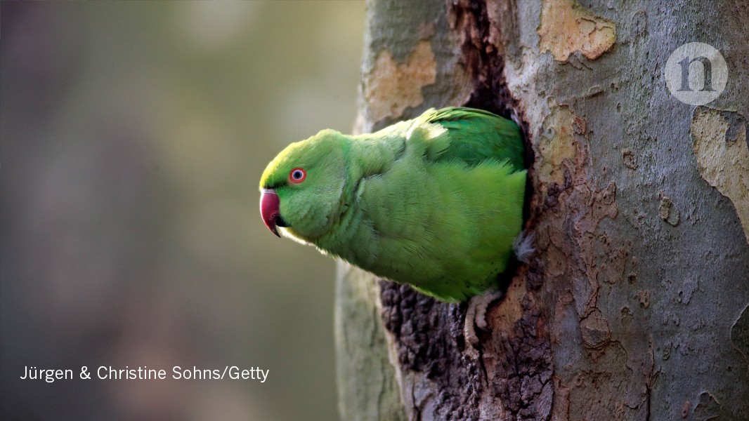 Bloody battles as birds maul European bats