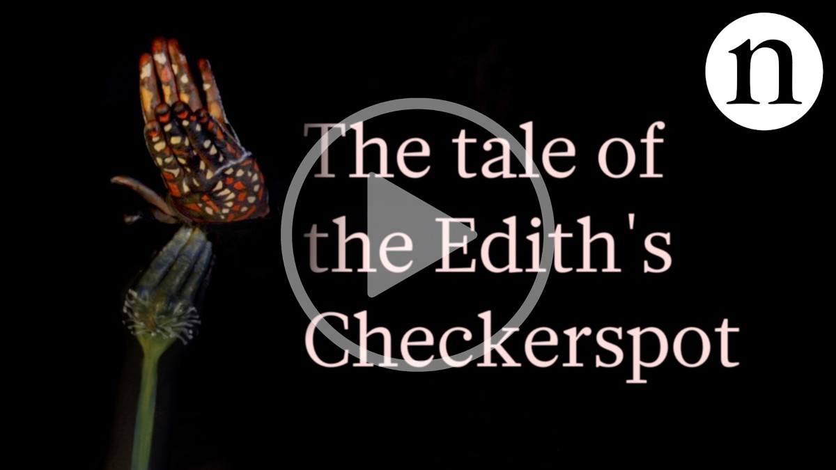The tale of the Edith's checkerspot: Butterflies caught in an ...