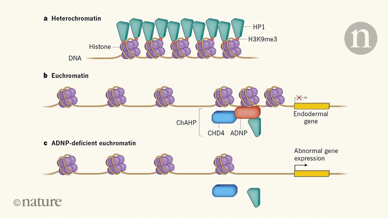 HP1 proteins safeguard embryonic stem cells