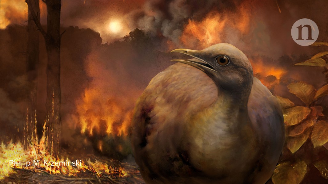 The giant rock that wiped out tree-dwelling birds