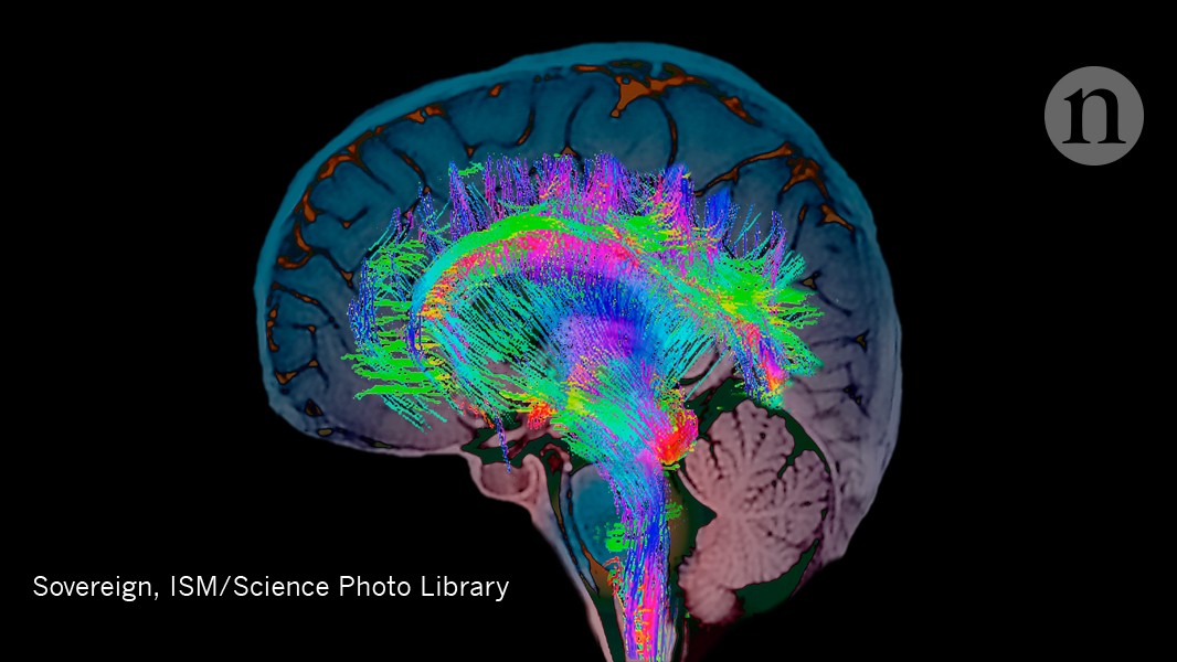 The powerful genes that might have supersized the human brain