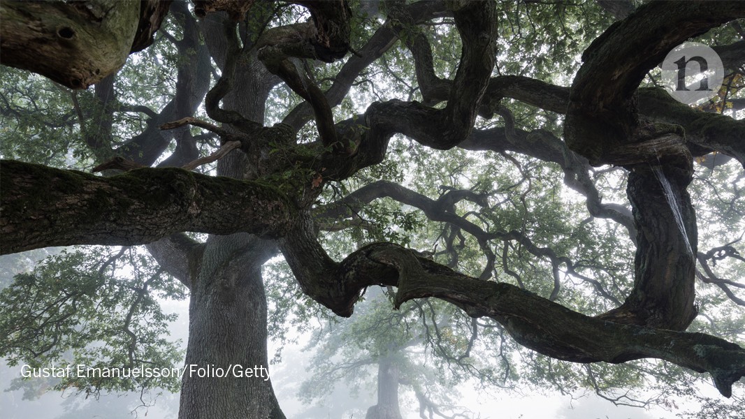 Oaks last 800 years with help of DNA double take