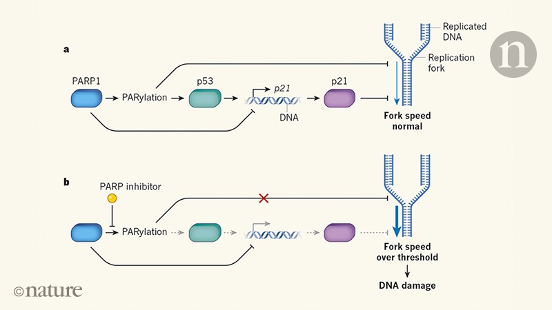 Superfast DNA replication causes damage in cancer cells