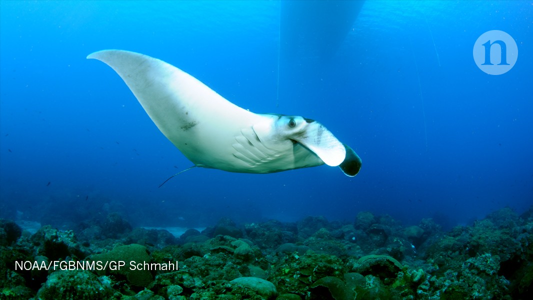First known haven for baby rays found off Texas coast