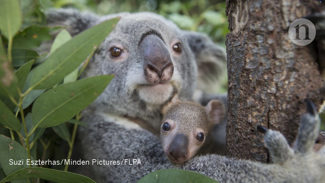 Koala genome reveals secrets to surviving a deadly diet