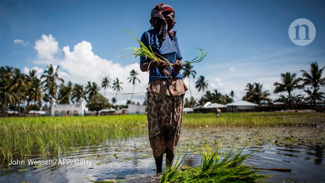 The story of African rice, as told by genomics