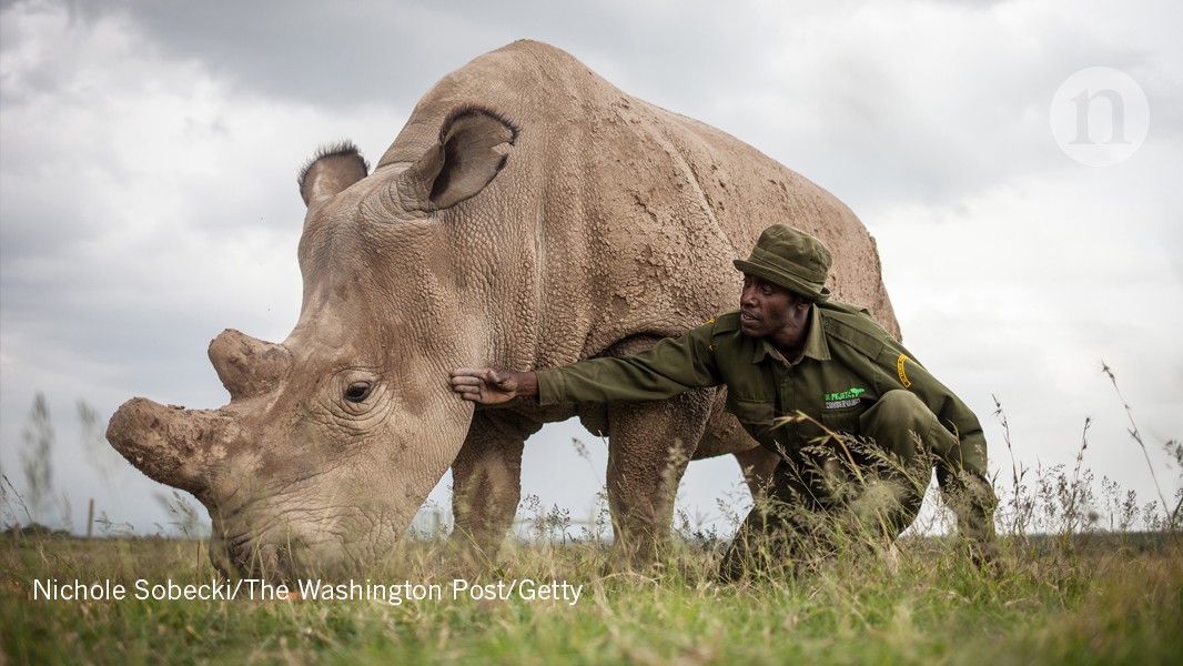 Hybrid white-rhino embryos created in last-ditch effort to stop extinction