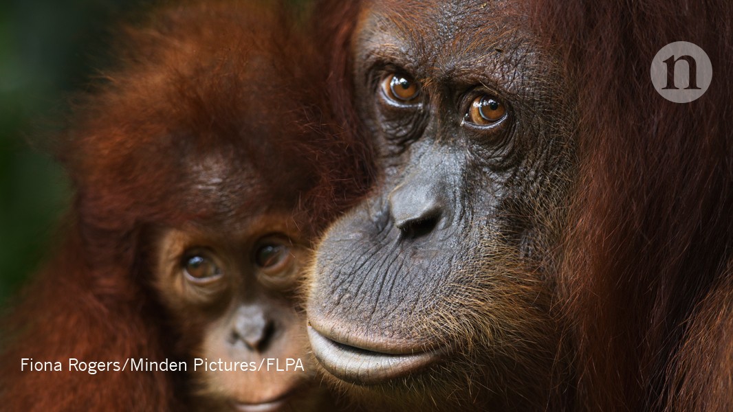 High-quality genomes reveal new differences between the great apes