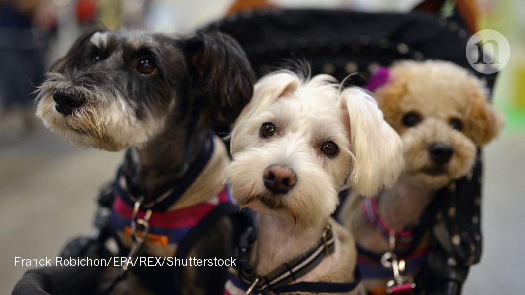 Pet genomics medicine runs wild