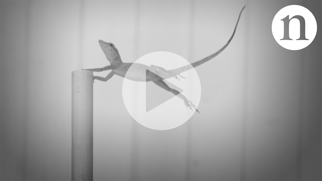 Lizards with big toes hang on in hurricanes
